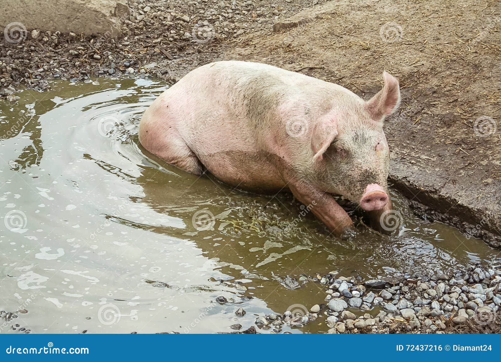 Pig lies in a puddle stock photo. Image of pork, livestock - 72437216