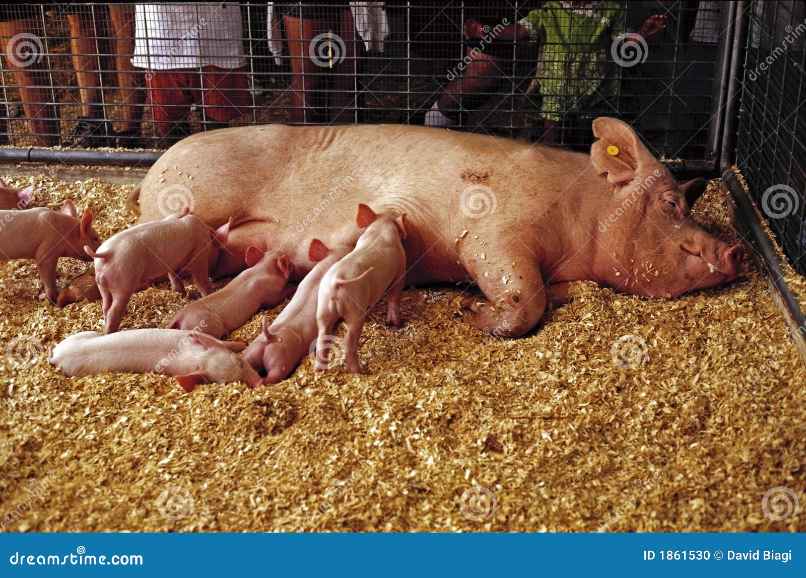 Pig and Litter stock photo. Image of piglets, feeding - 1861530