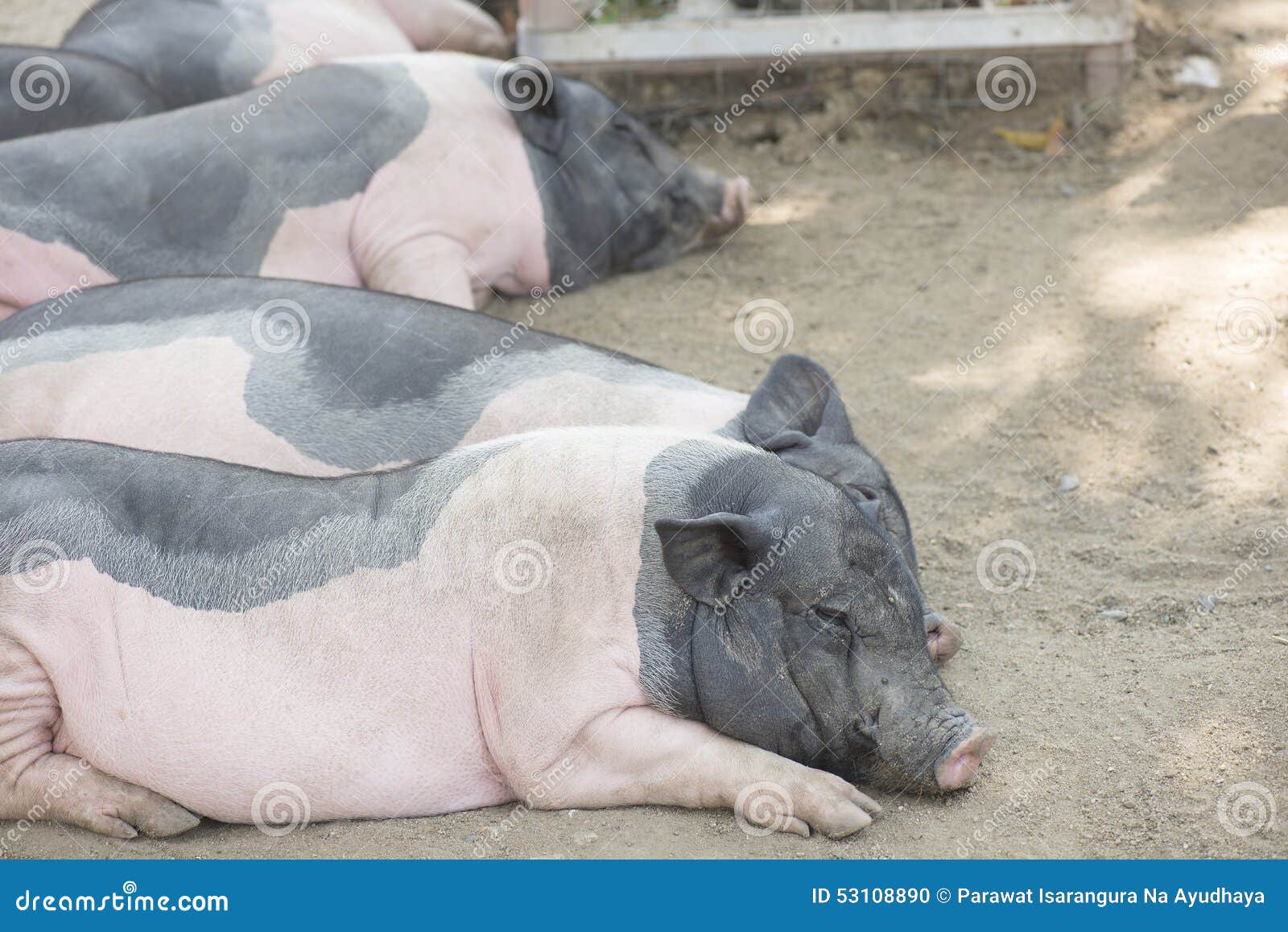 Pig in livestock farm. stock photo. Image of meat, animal - 53108890