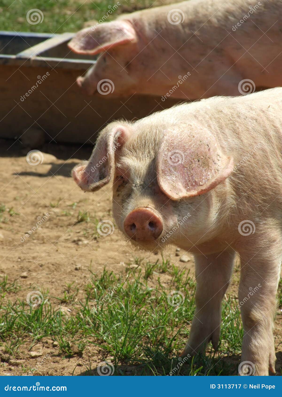 Cornish Pigs Stock Photos - Free & Royalty-Free Stock Photos from ...