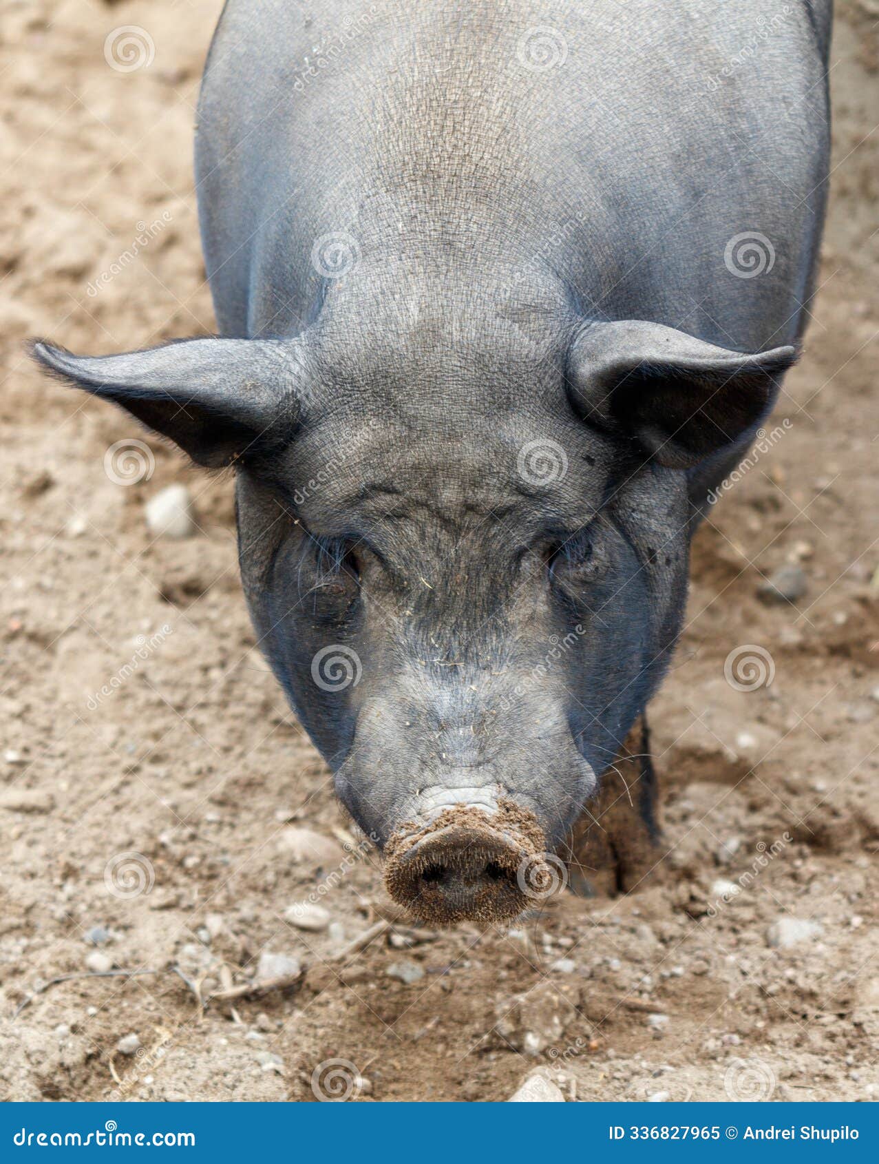 A Pig is Looking at the Camera with Its Head Tilted Stock Image - Image ...
