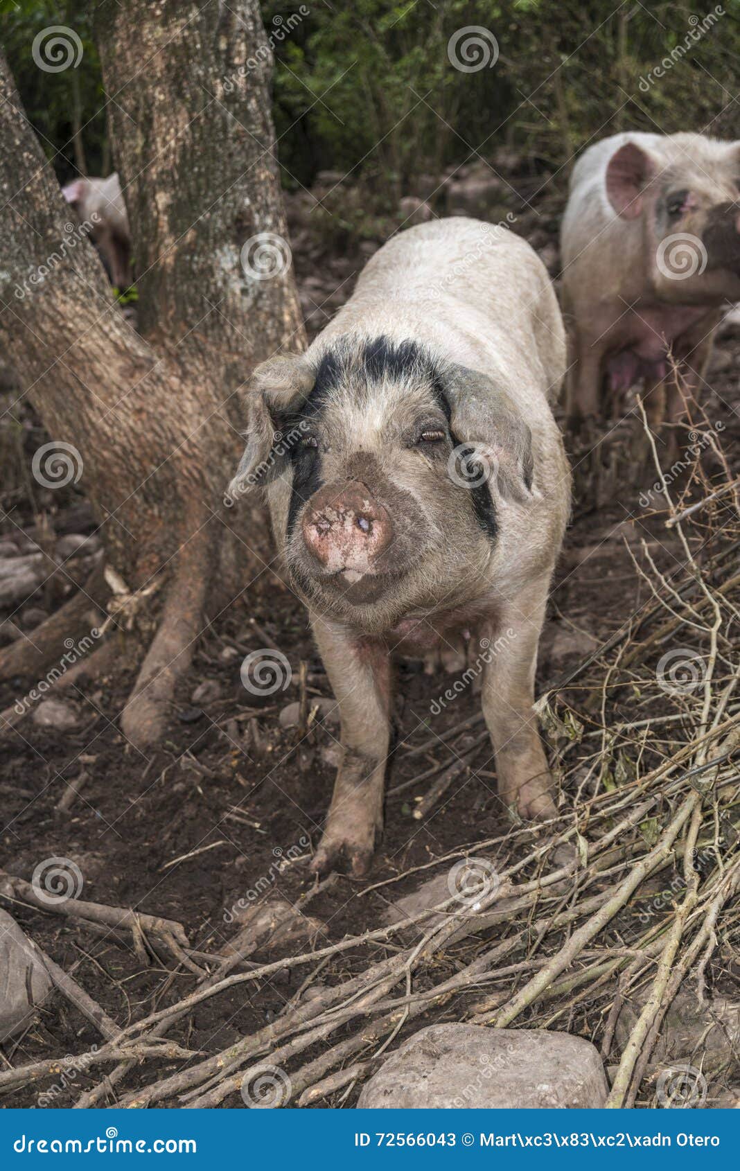 Pig looking at camera stock image. Image of farming, nose - 72566043