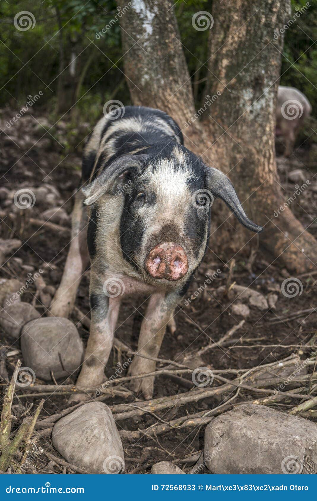Pig looking at camera stock image. Image of industry - 72568933