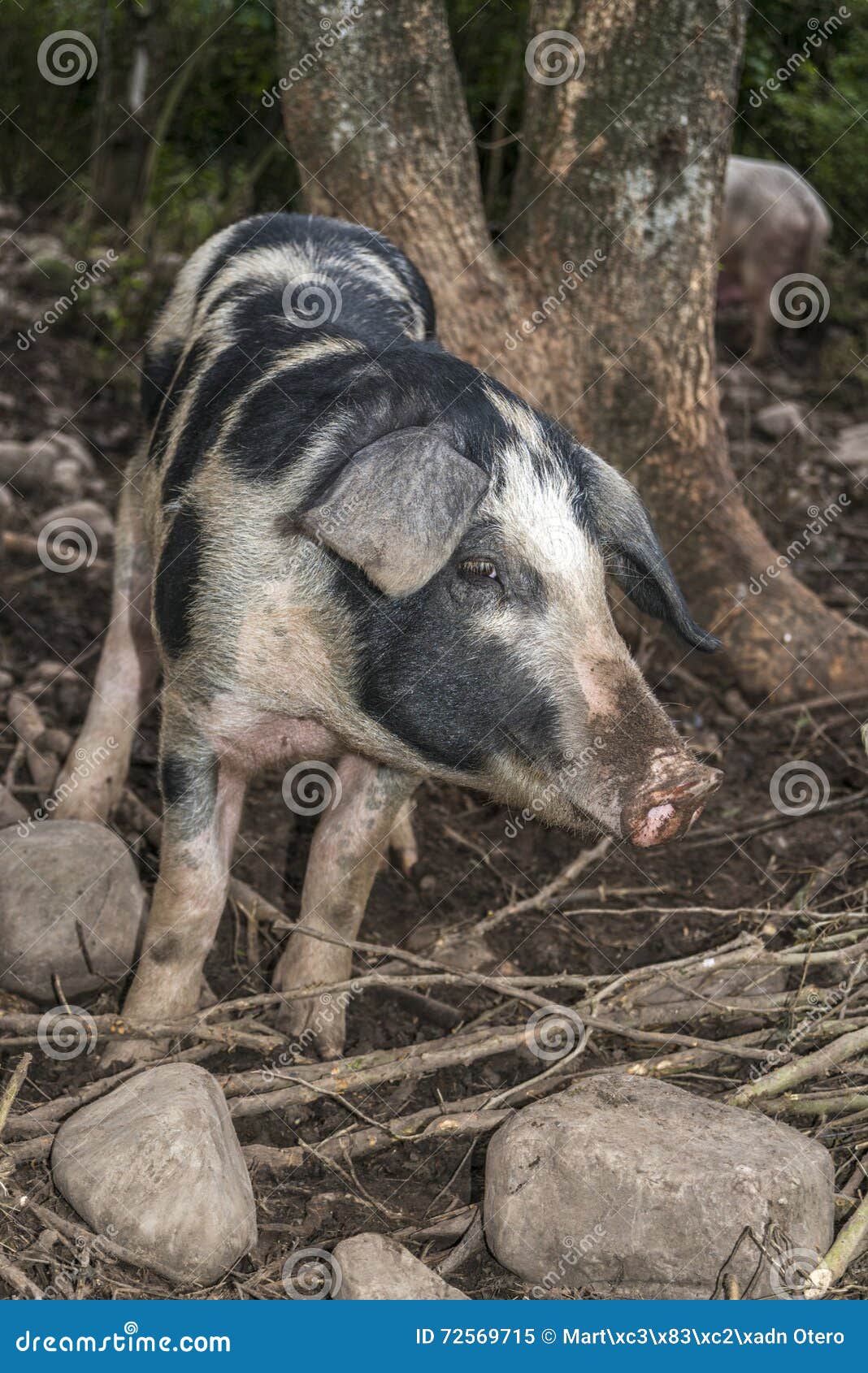 Pig looking at camera stock image. Image of piggy, domestic - 72569715
