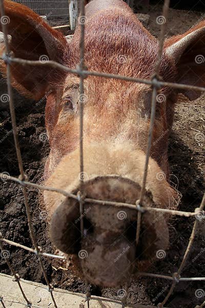 Pig looking through fence stock photo. Image of ungulate - 4850904
