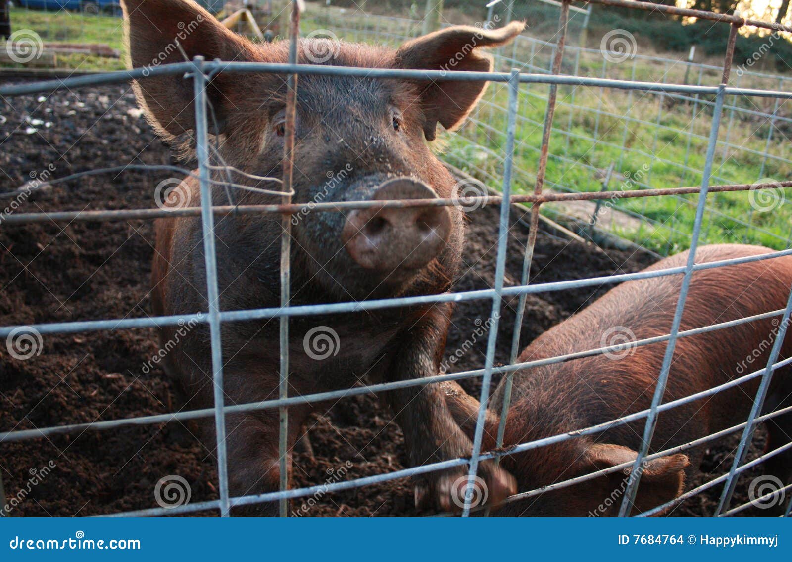 Pig looking through fence stock photo. Image of animal - 7684764