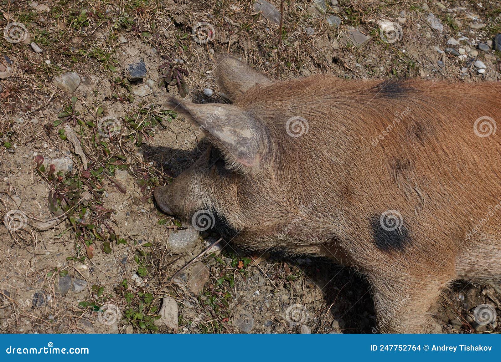 The Pig is Looking for Food in the Forest. Stock Photo - Image of boar ...