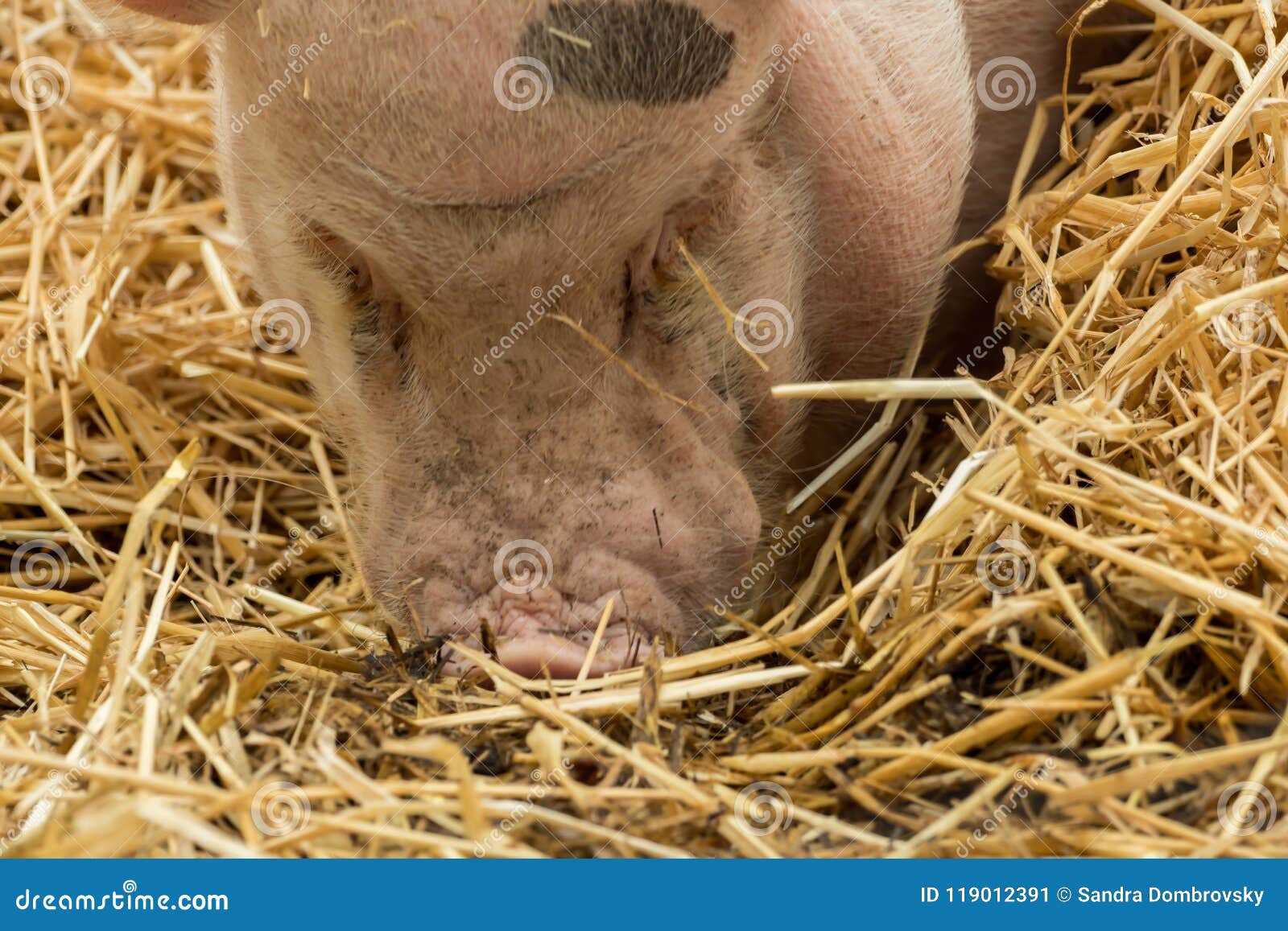 A Pig is Looking for Food in the Straw Stock Image - Image of nature ...