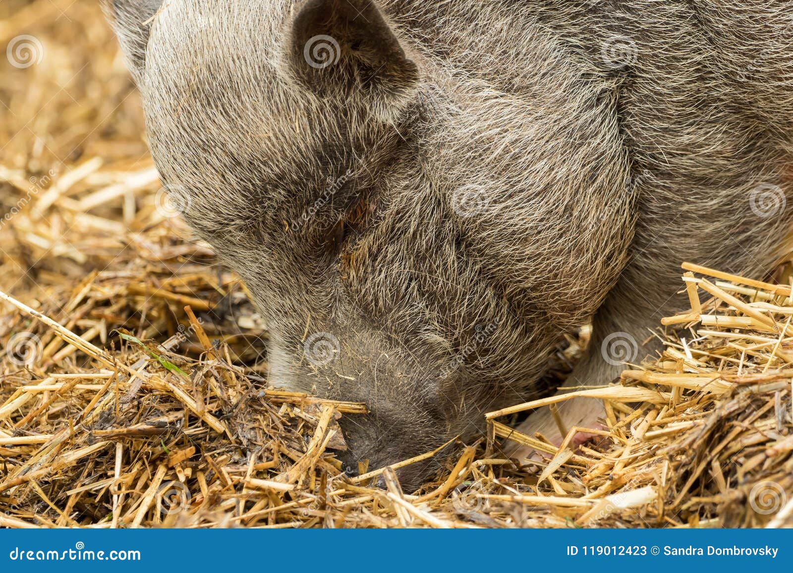 A Pig is Looking for Food in the Straw Stock Image - Image of looking ...