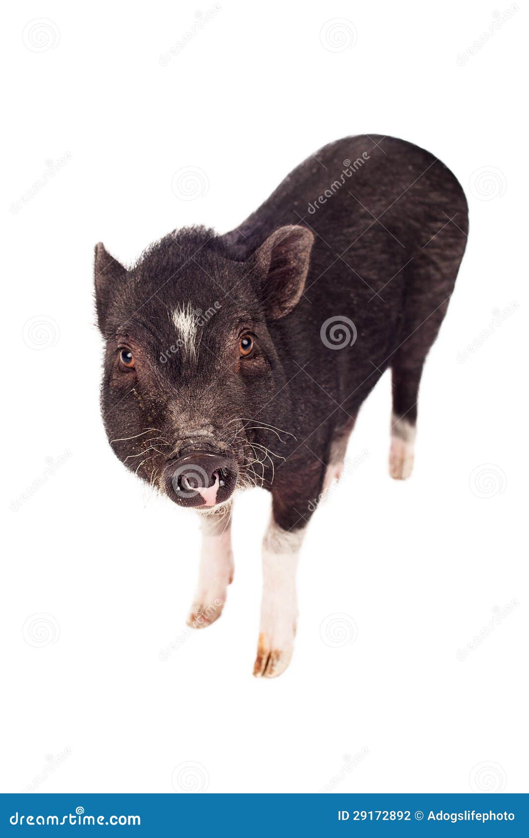 Pig Looking Forward stock photo. Image of mammal, short - 29172892