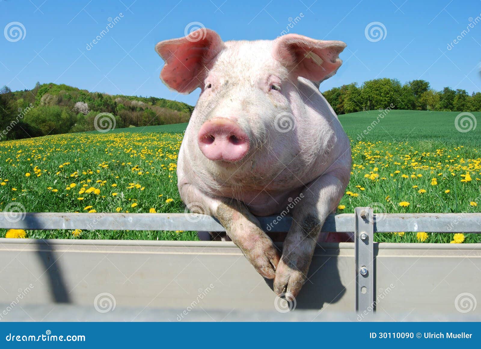 Pig on a tent stock photo. Image of piggy, cute, investment - 30110090