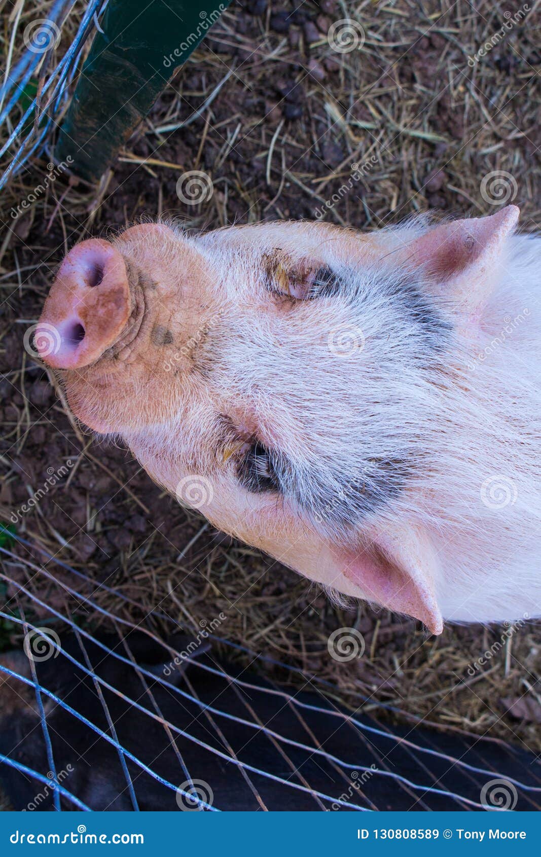 Pig Looking Up stock image. Image of adorable, camera - 130808589