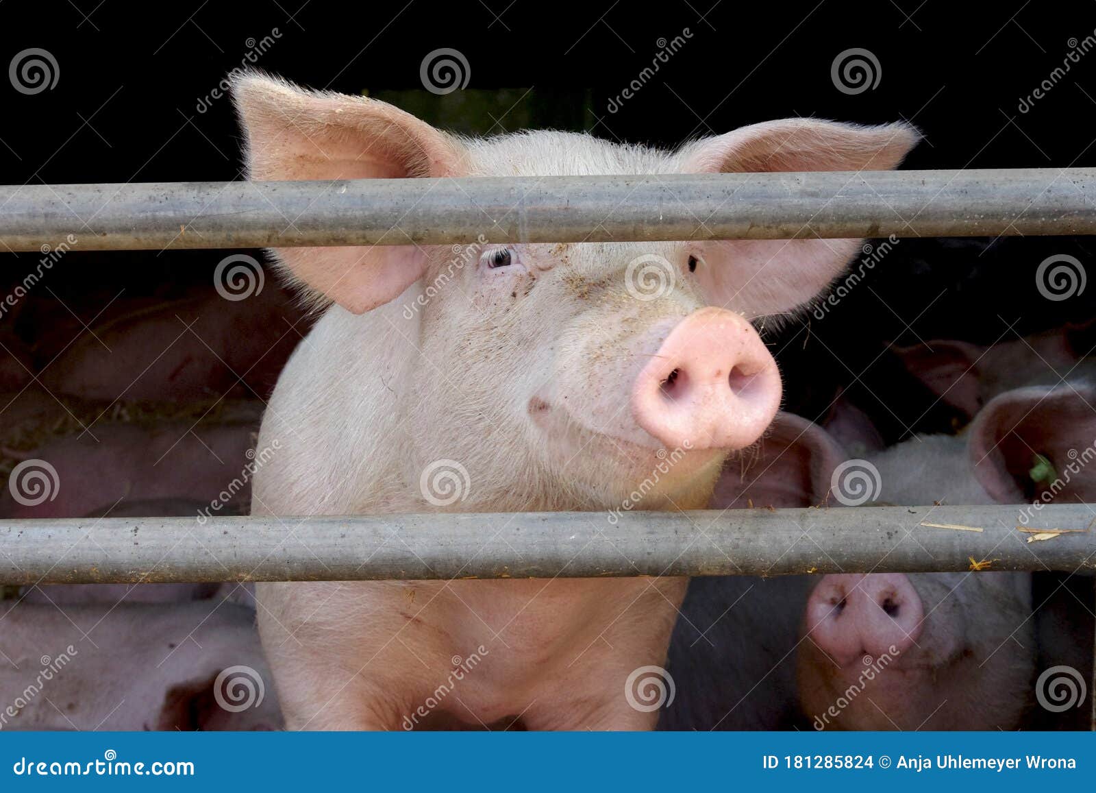 Pig behind bars stock photo. Image of bristle, fattening - 181285824