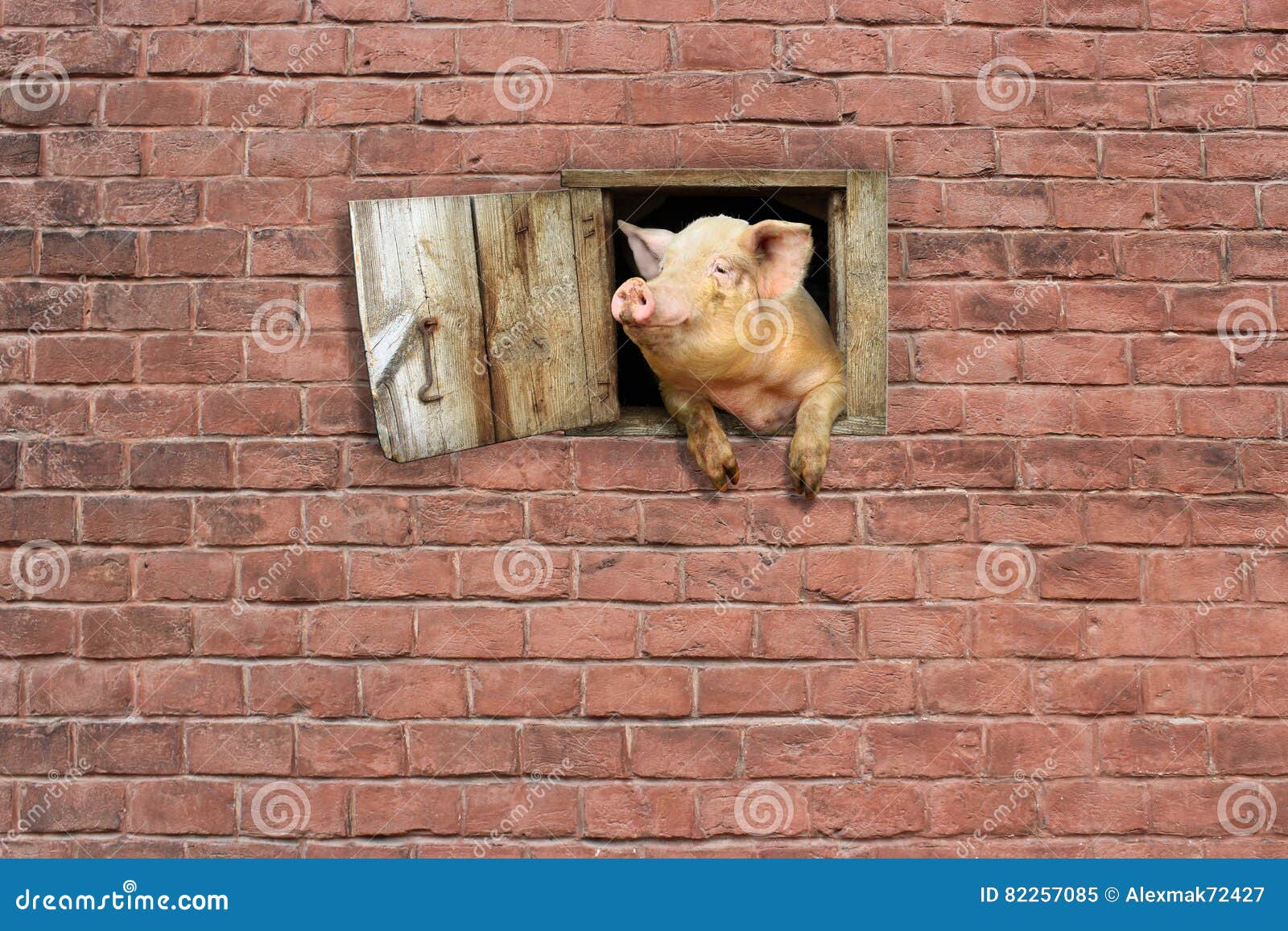 Pig Looks Out from Window of Shed on the Brick Wall Stock Image - Image ...