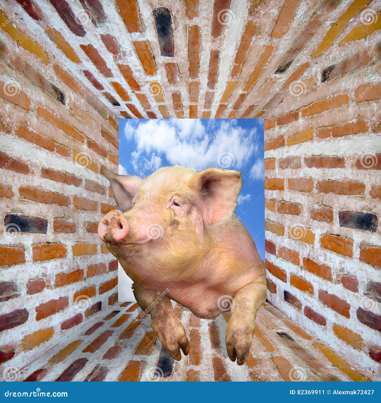 Pig Looks Out from Window of Shed on the Brick Wall Stock Image - Image ...