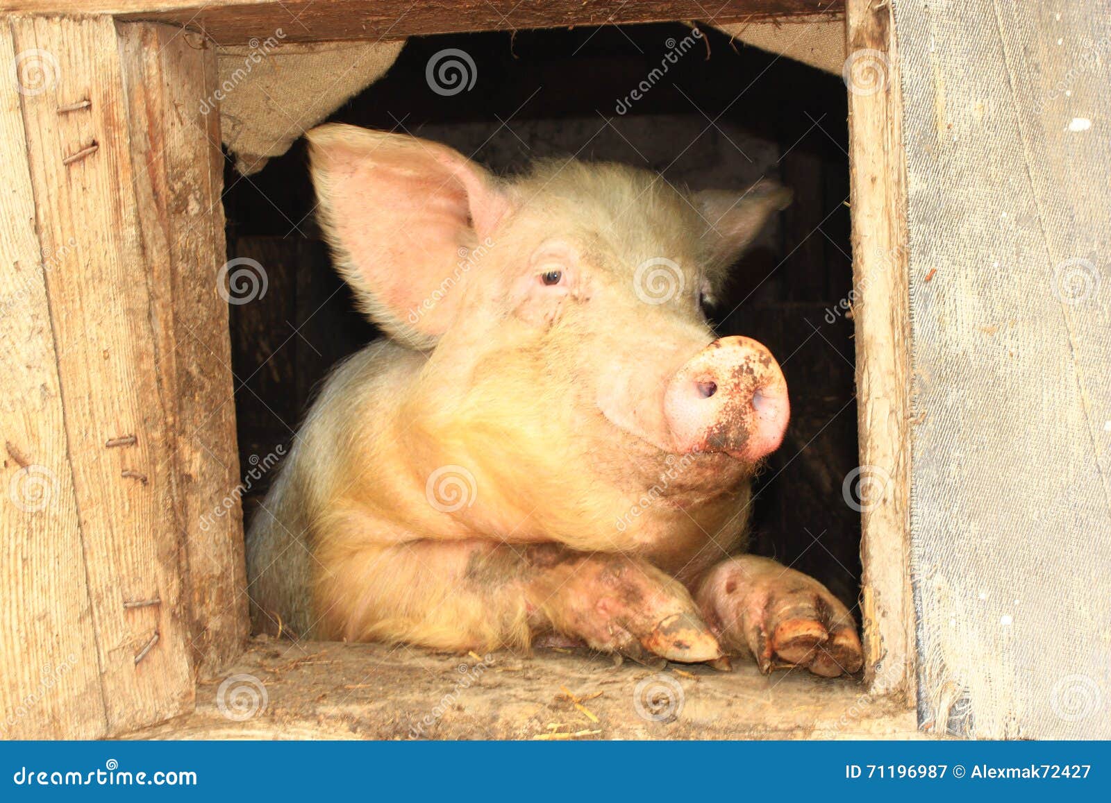 Pig Looks From Window Of Shed Royalty-Free Stock Image | CartoonDealer ...