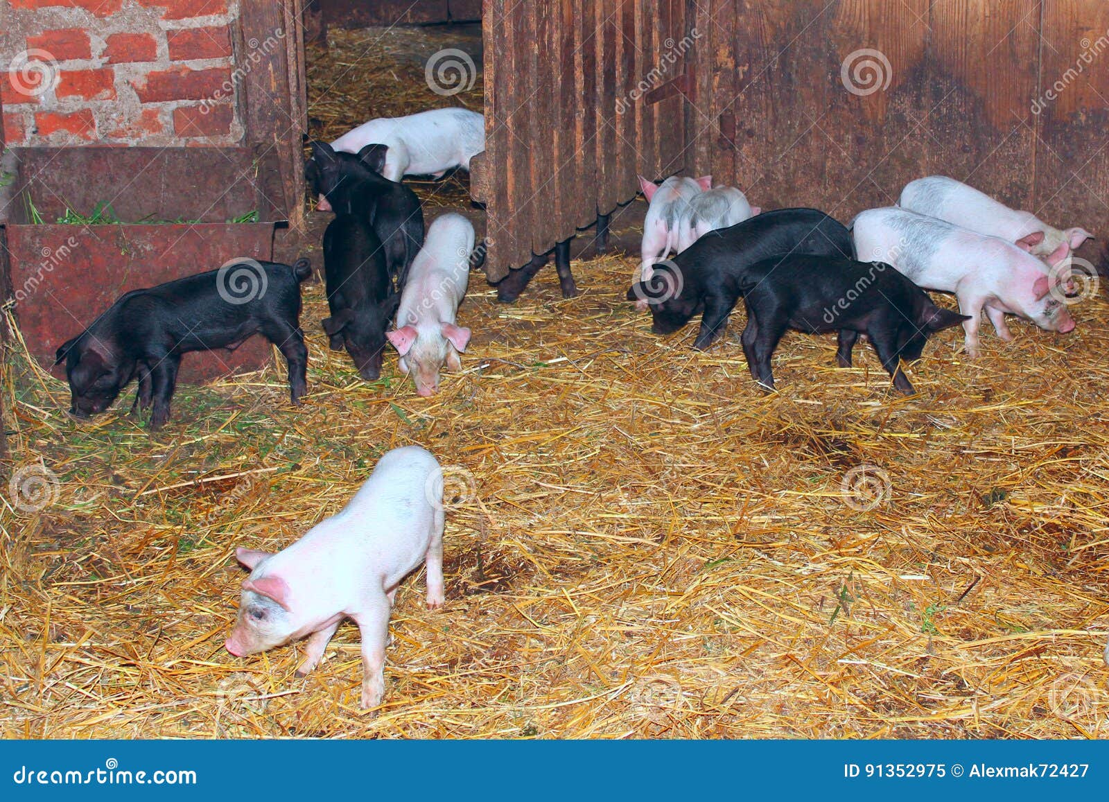 Pig Looks Out from Window of Shed Stock Image - Image of window, mammal ...