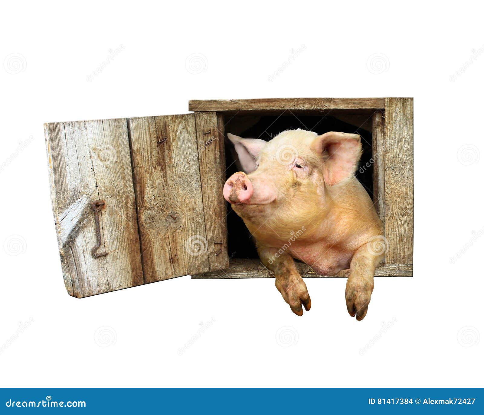 Pig Looks Out from Window of Shed Isolated Stock Photo - Image of ...