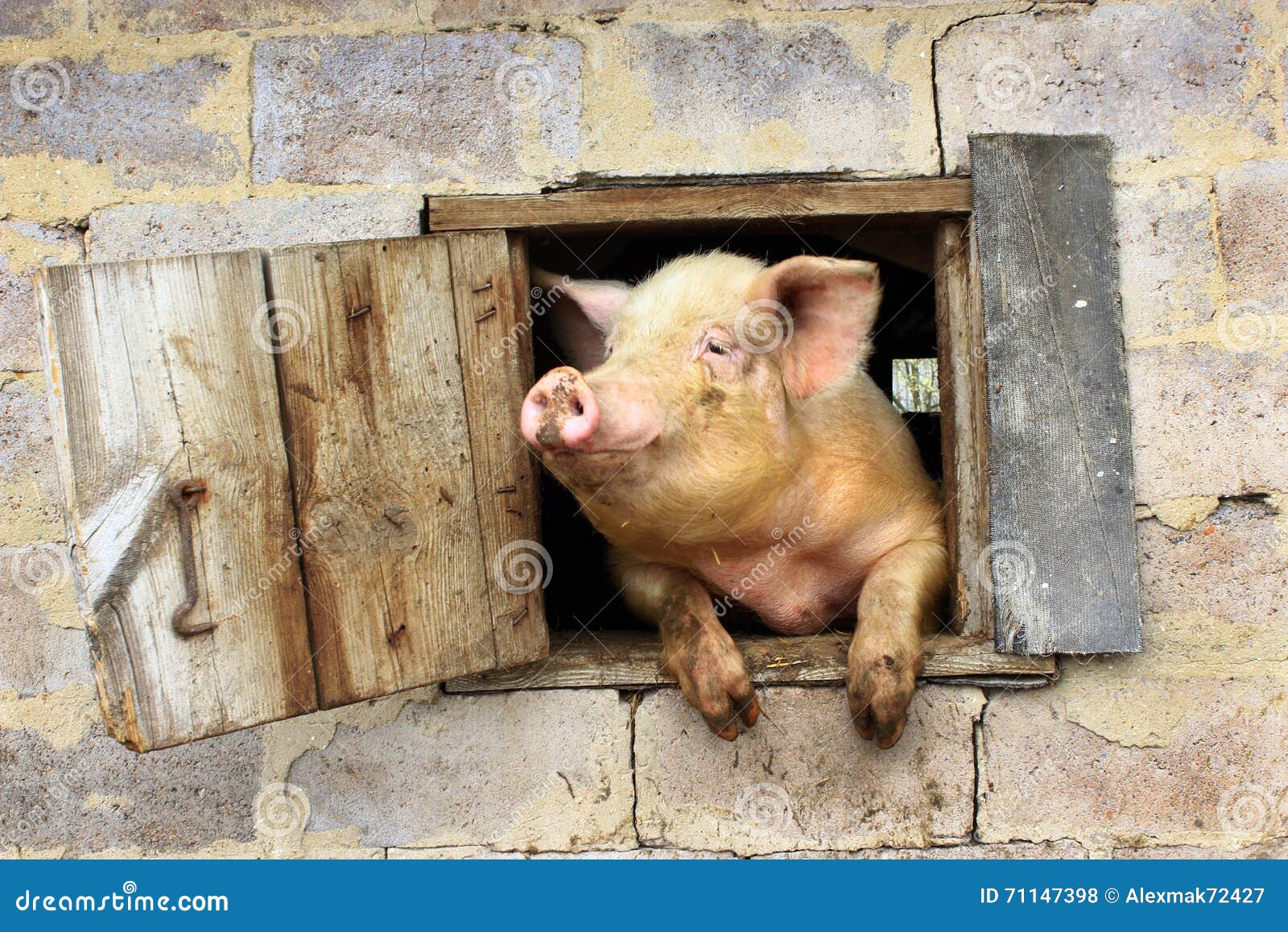 Pig Looks From Window Of Shed Royalty-Free Stock Image | CartoonDealer ...
