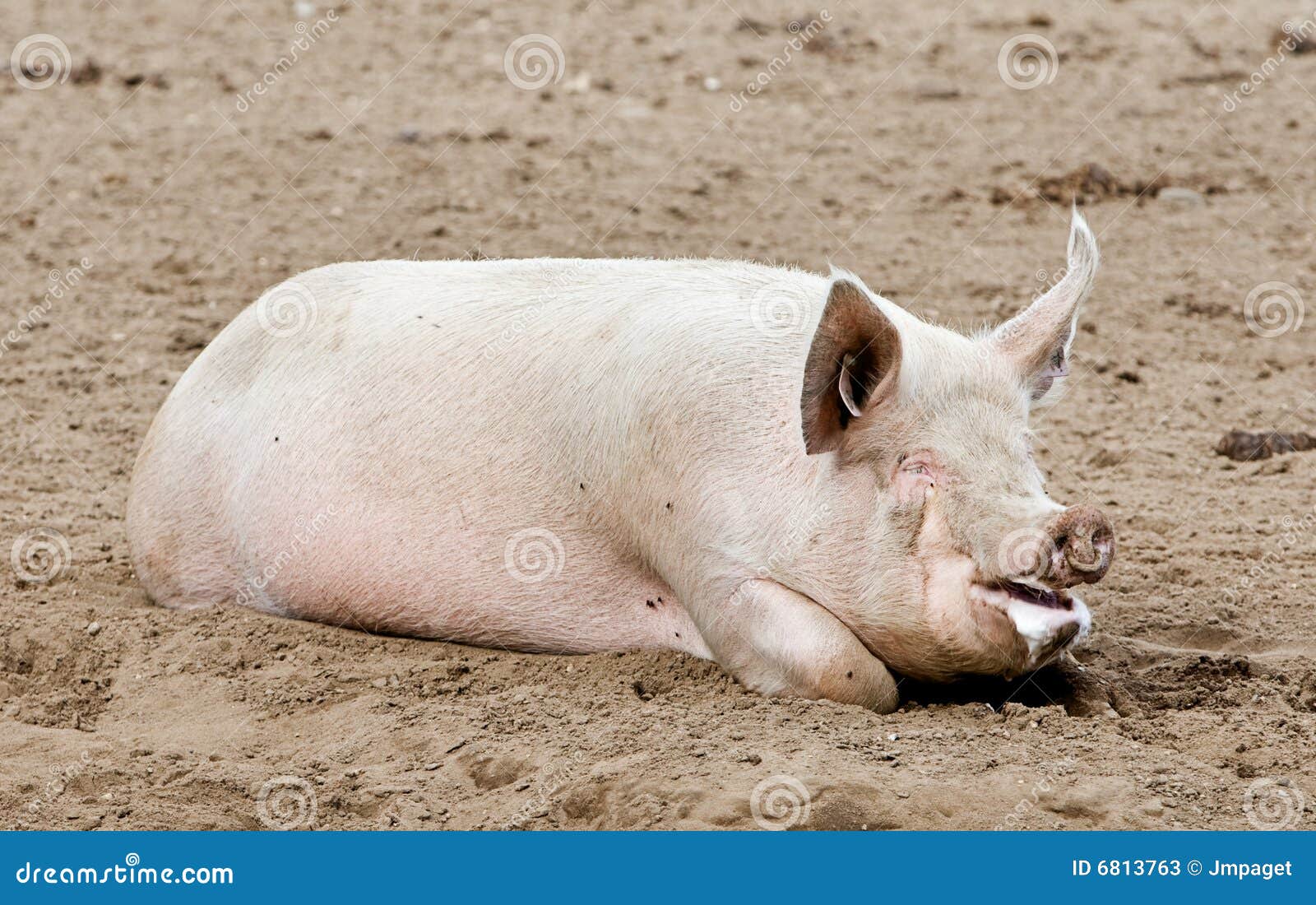 Pig Lying Down Stock Photos - Image: 6813763