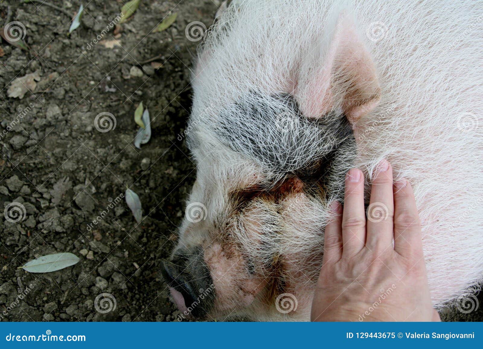 The Pig Caressed by the Hand Stock Image - Image of park, roots: 129443675