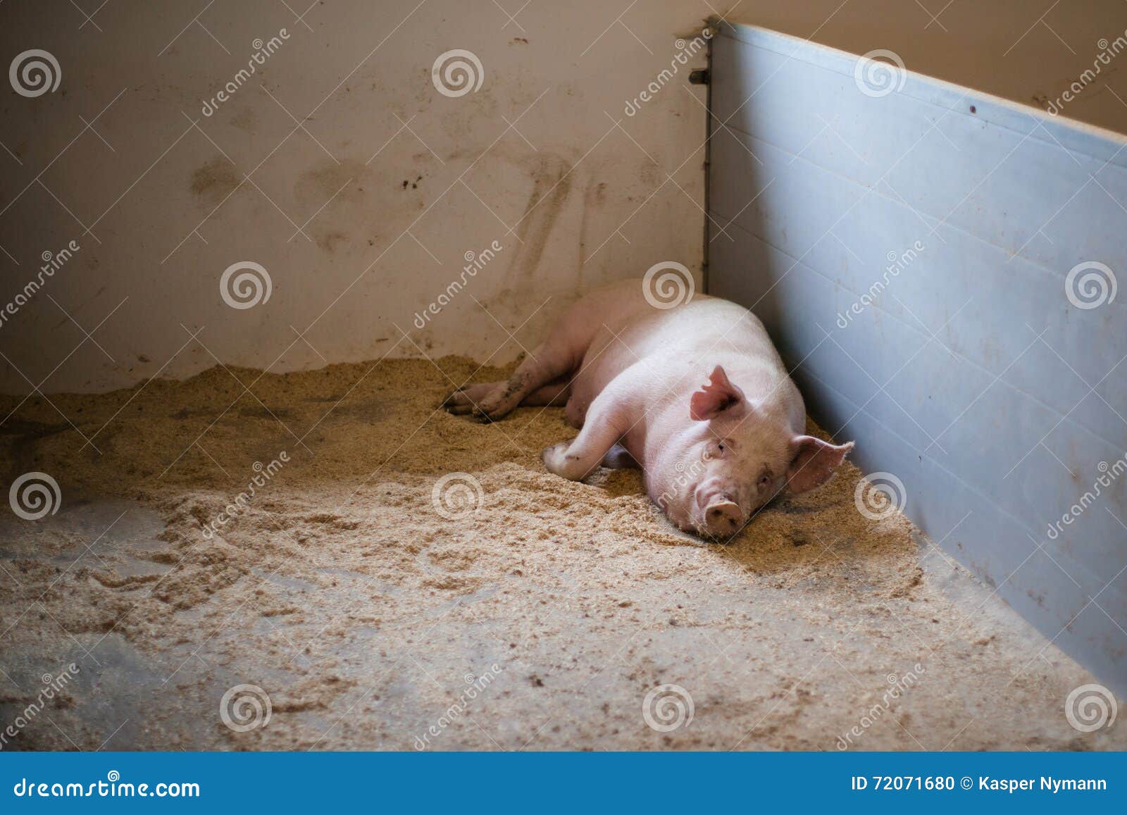 Pig lying in a stable stock photo. Image of head, outdoor - 72071680
