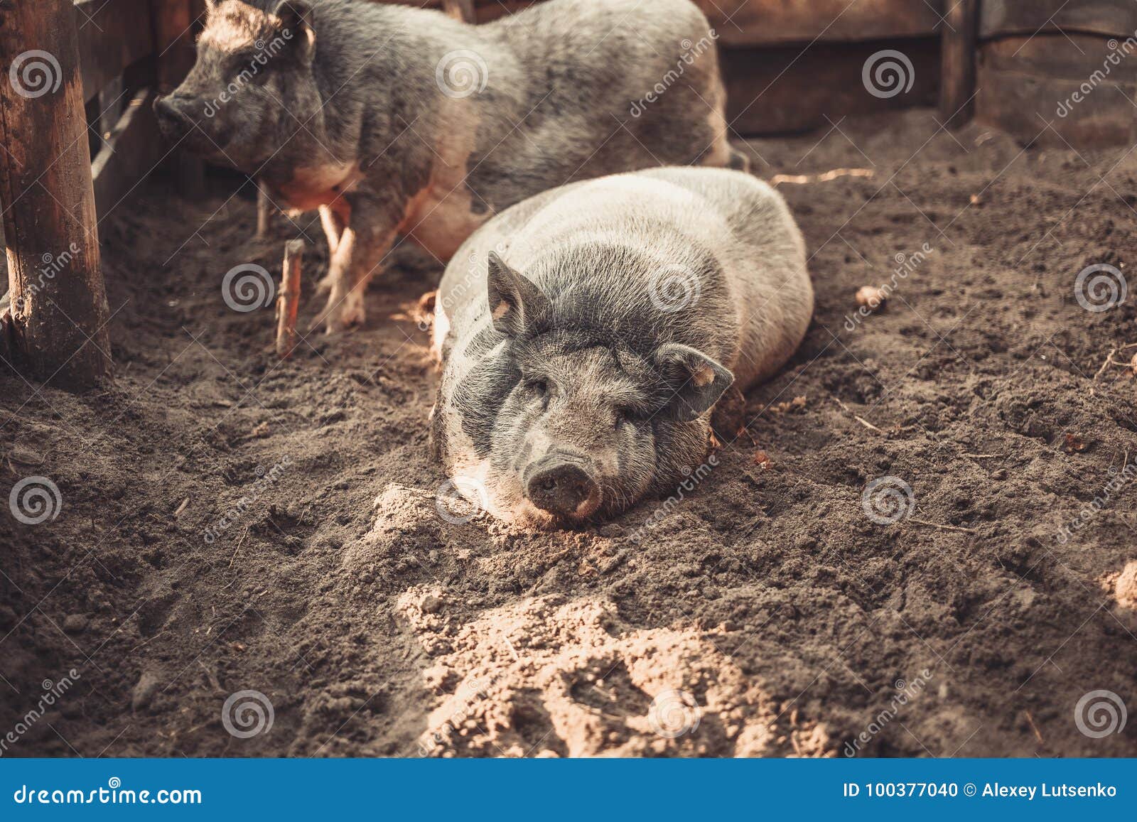 Pig of the Marble Breed on the Farm Stock Photo - Image of white ...