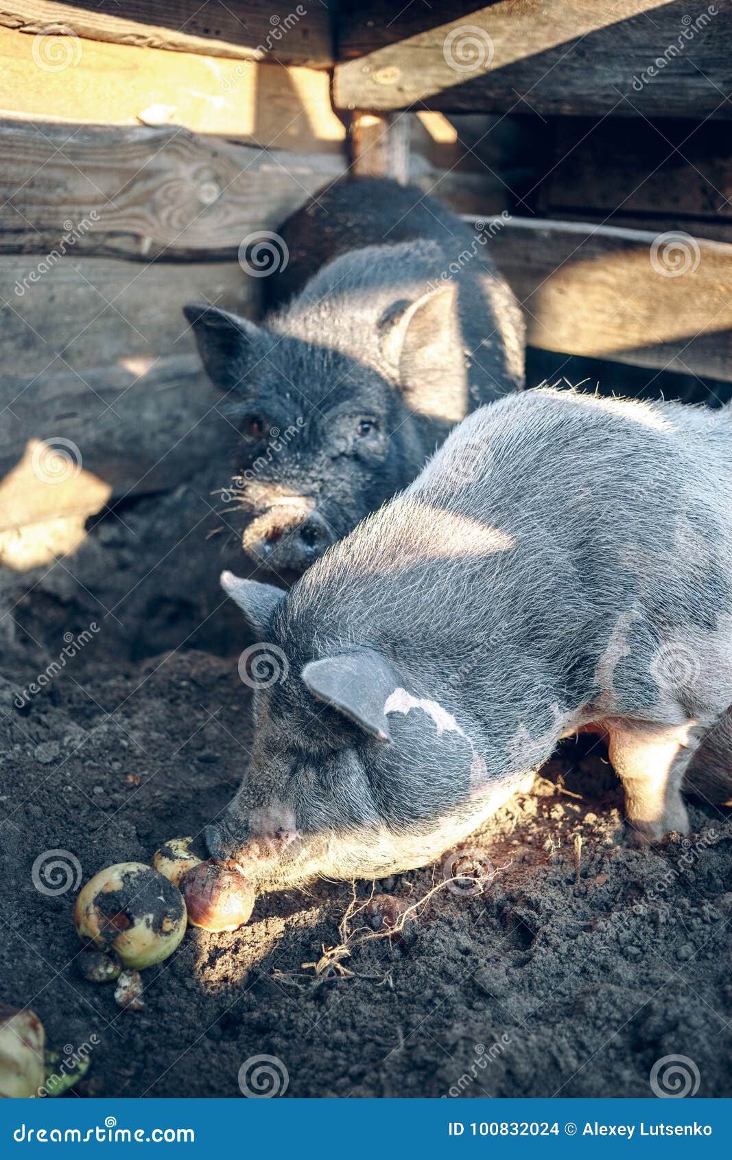 Pig of the Marble Breed on the Farm. Stock Photo - Image of portrait ...