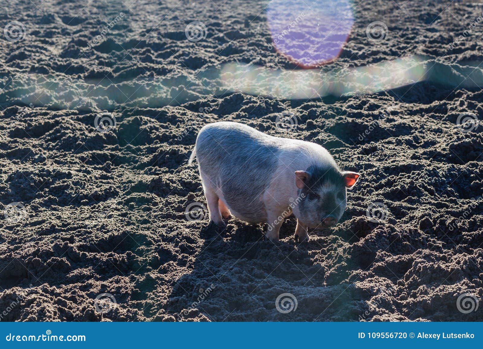 Pig of the Marble Breed on the Farm Stock Photo - Image of farming ...