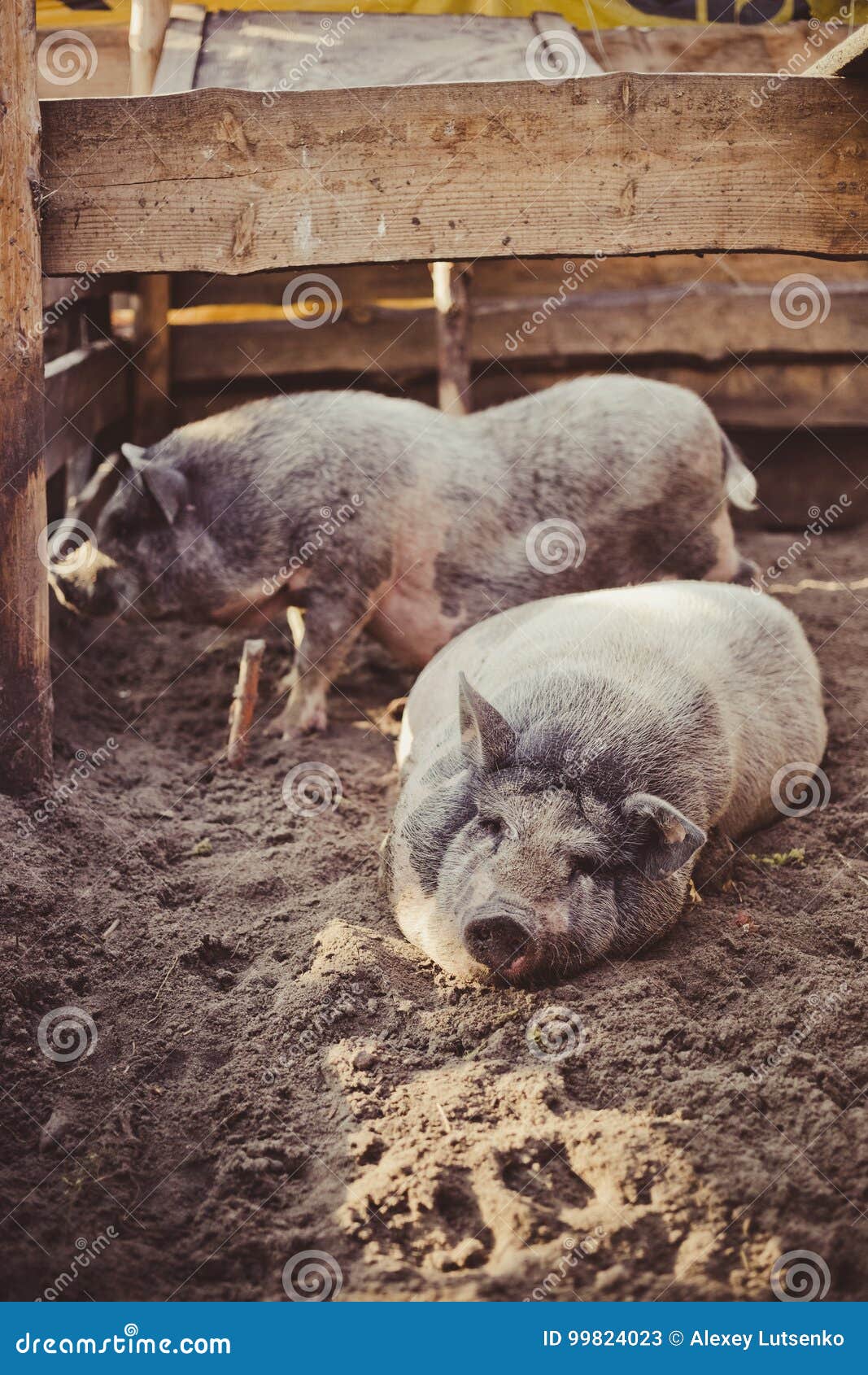 Pig of the marble breed stock image. Image of nature - 99824023