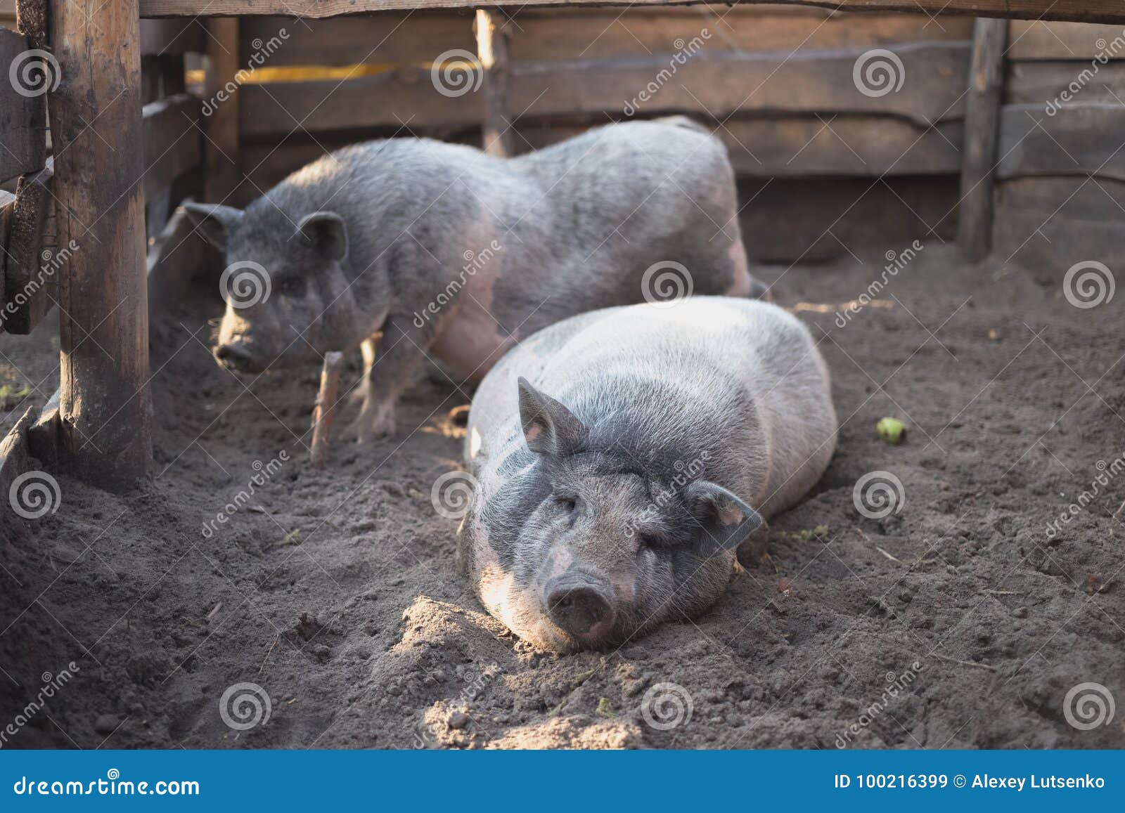 Big Pig of the Marble Breed on the Farm Stock Image - Image of pork ...