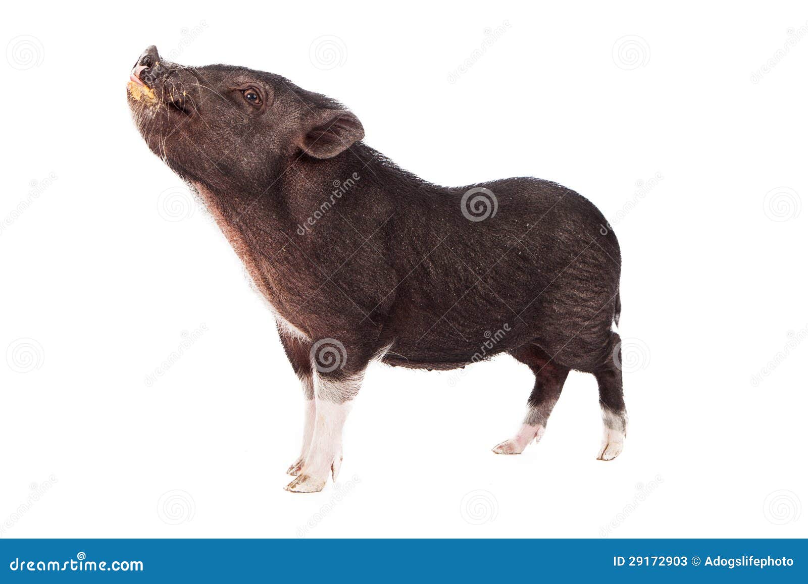 Pig Messy Face stock image. Image of cute, domestic, white - 29172903