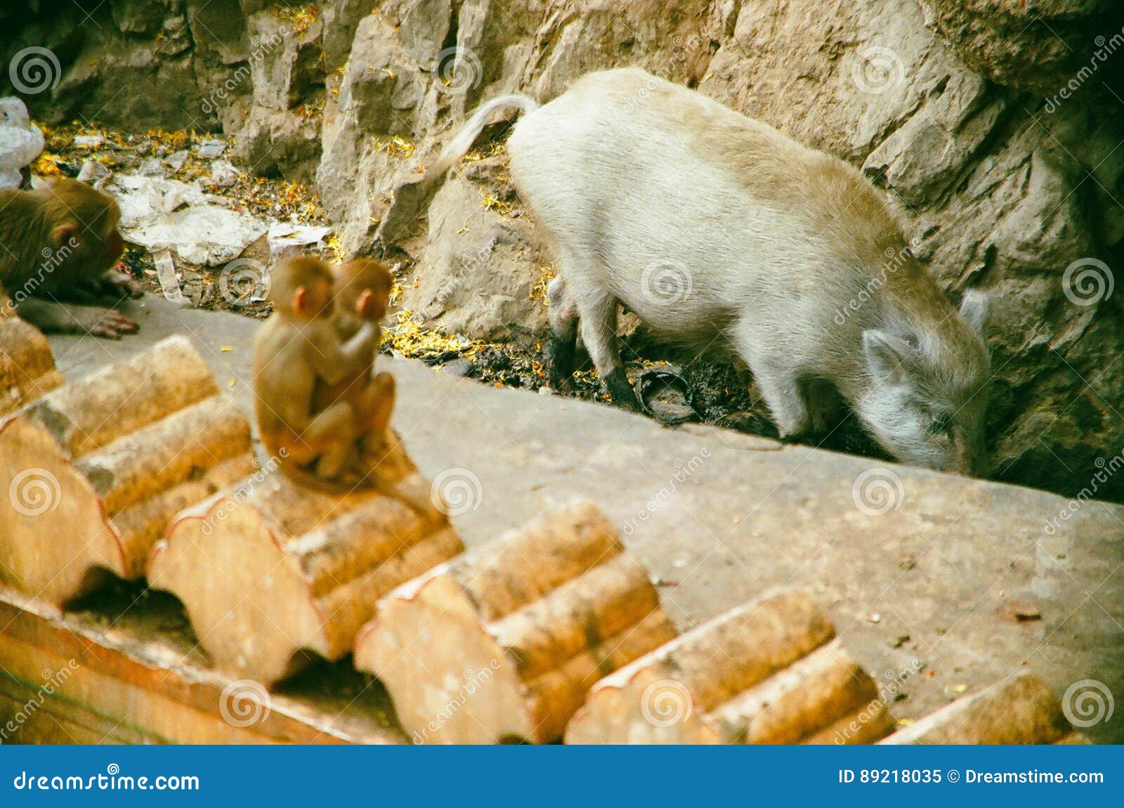Pig and monkey in indiya stock image. Image of indiya - 89218035