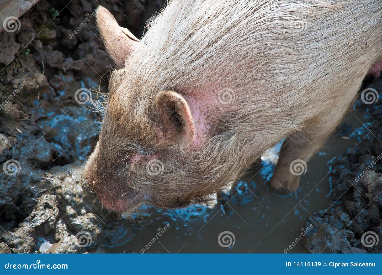 Pig in mud stock image. Image of agriculture, elevated - 14116139
