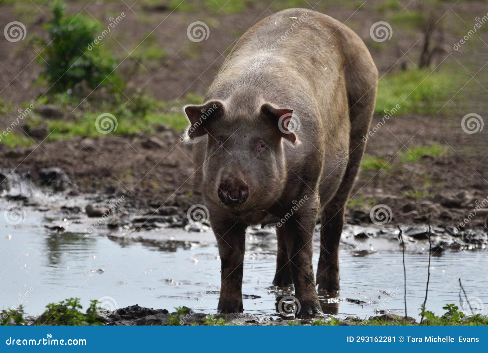Pig stock image. Image of nose, wildlife, animal, natural - 293162281