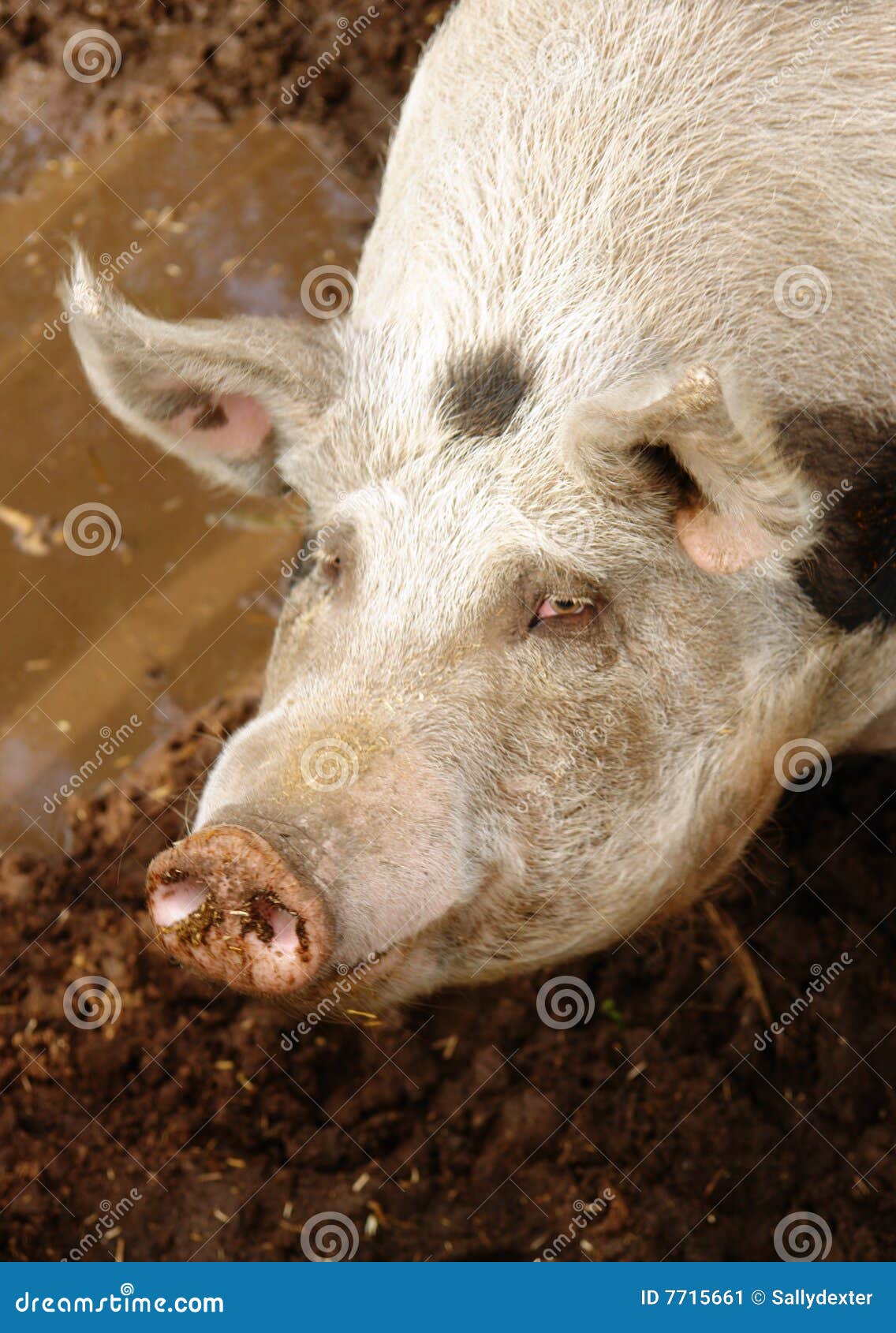 Pig and mud stock image. Image of pink, rural, australia - 7715661