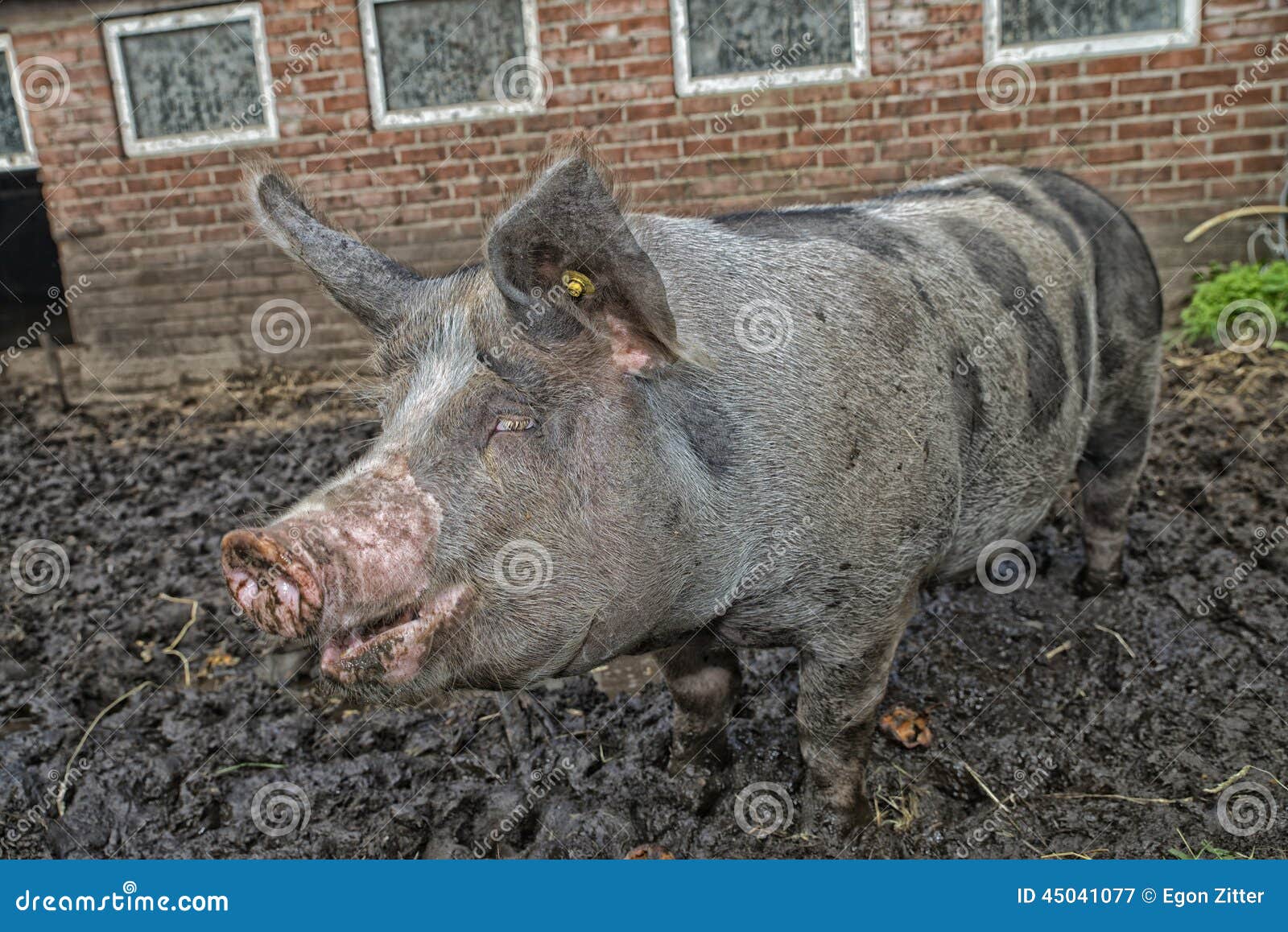 Pig in the mud stock image. Image of outdoors, agriculture - 45041077