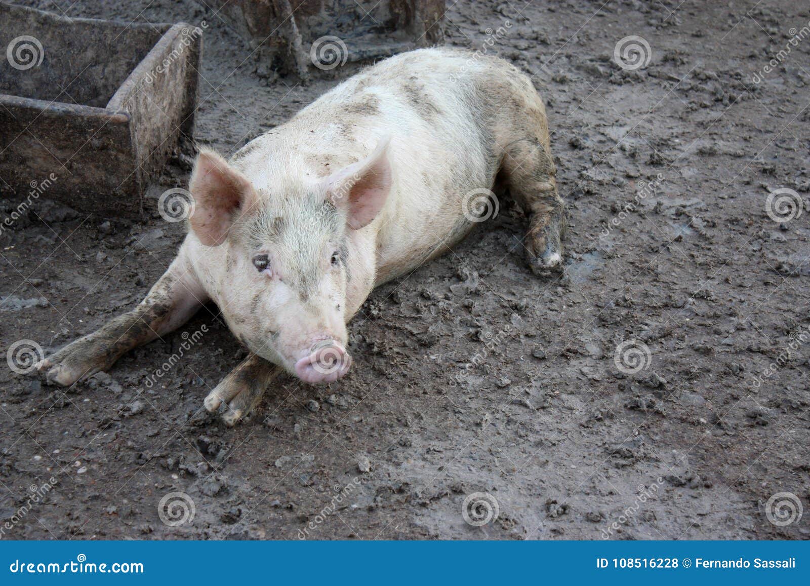 Pig in the mud stock photo. Image of farm, animals, captivity - 108516228