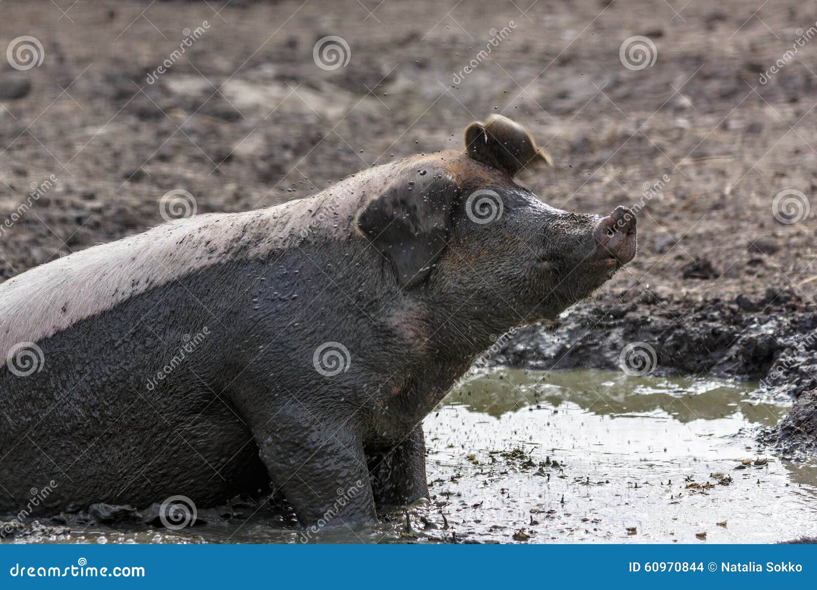 Pig in the mud stock photo. Image of spatter, rural, pink - 60970844