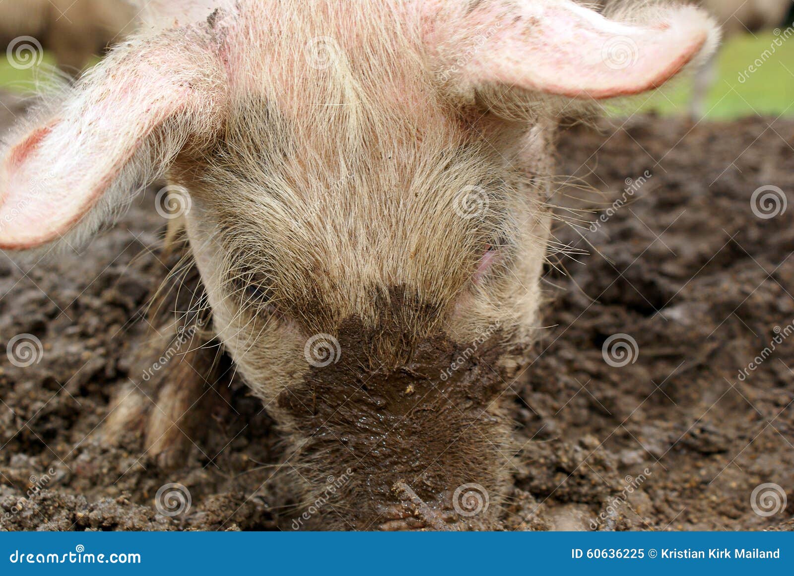 Pig in mud stock image. Image of snout, pigs, daylight - 60636225
