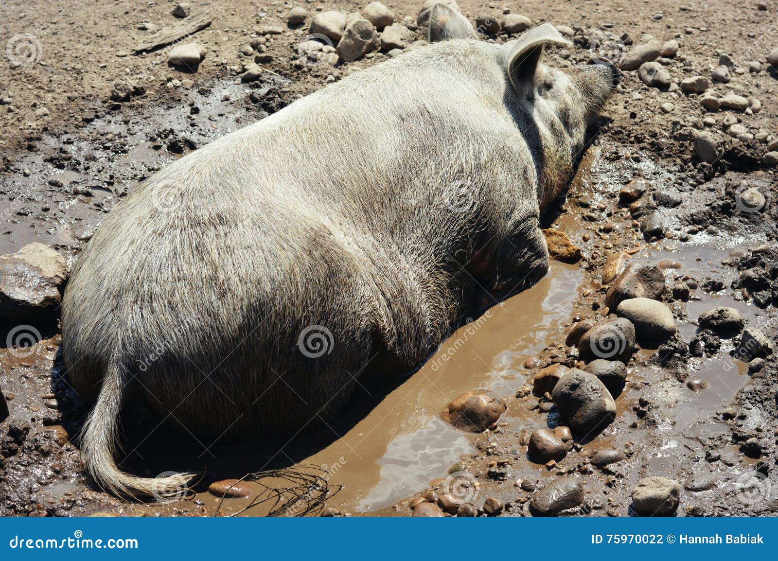 Pig in Mud stock photo. Image of puddle, animal, laying - 75970022