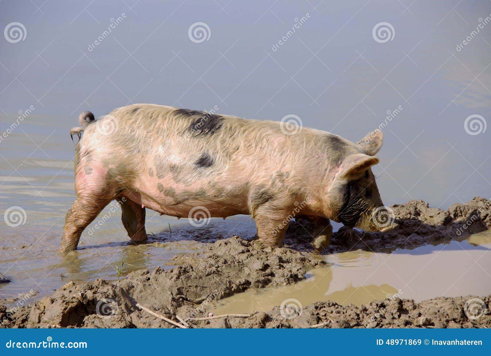 A pig in the mud of a pond stock image. Image of livestock - 48971869