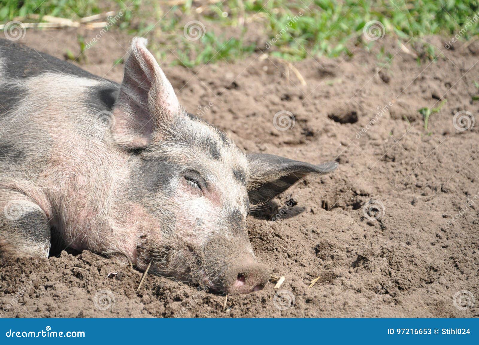 Pig in muddy dirt stock image. Image of breeding, life - 97216653