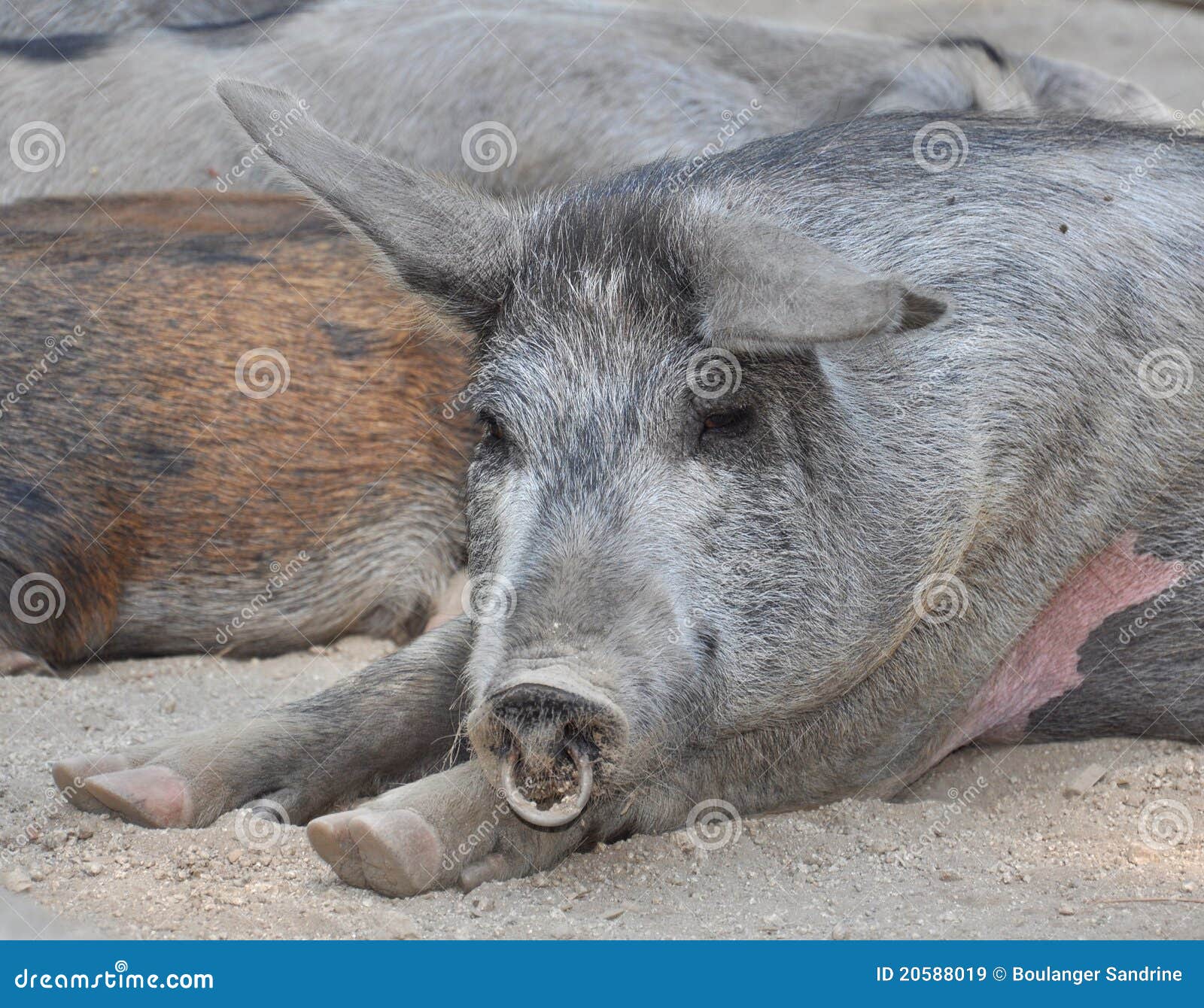Pig nap stock image. Image of meat, wild, rest, closeup - 20588019