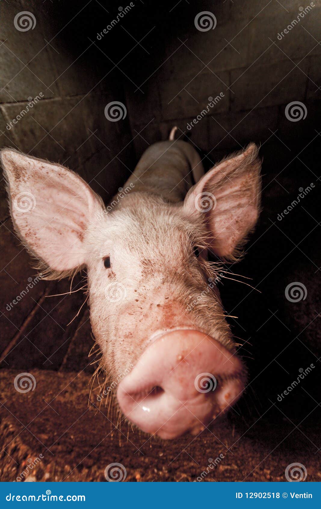 Pig nose stock photo. Image of animal, dark, outdoors - 12902518
