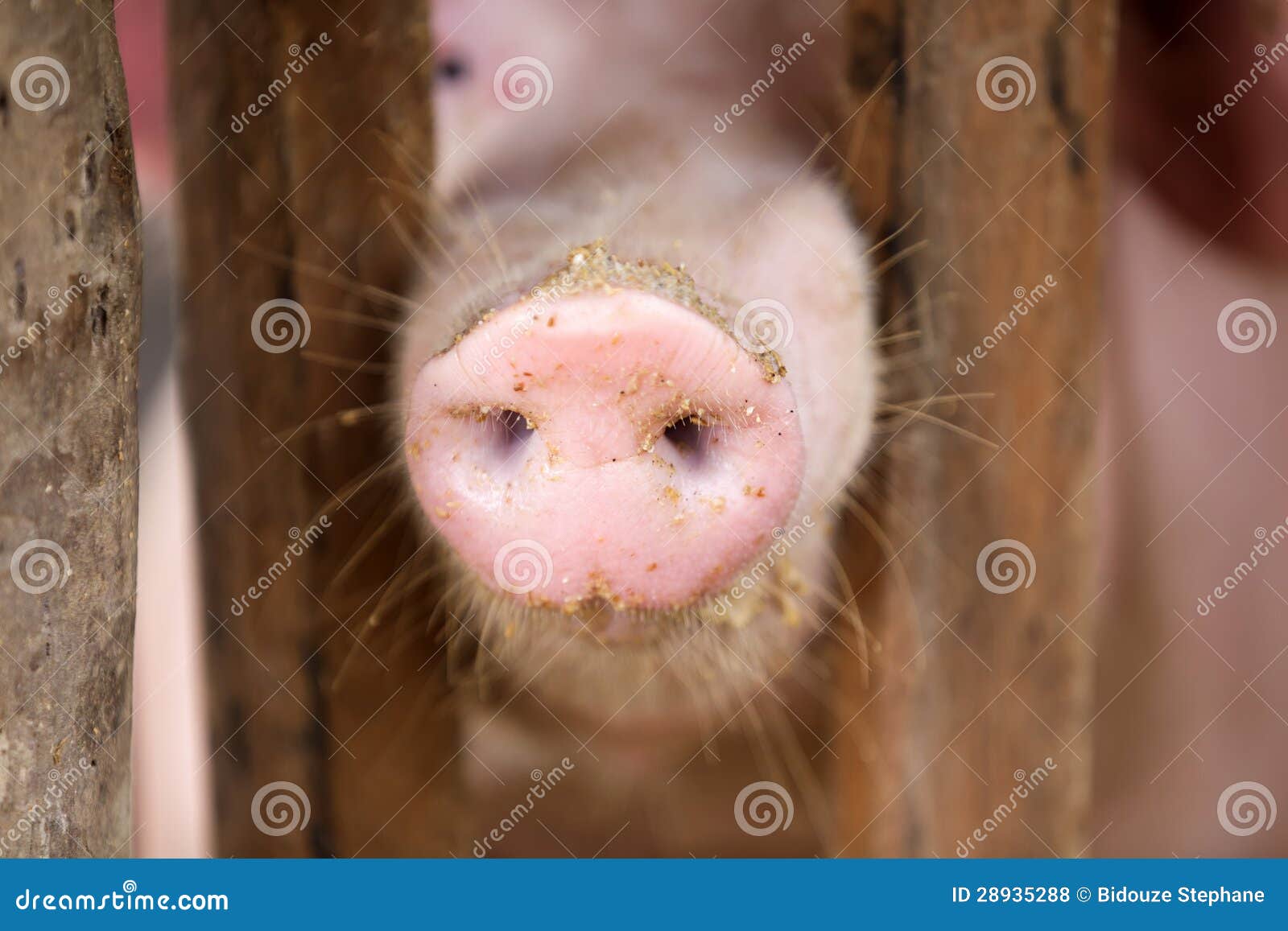 Pig Nose Stock Photo | CartoonDealer.com #28935288