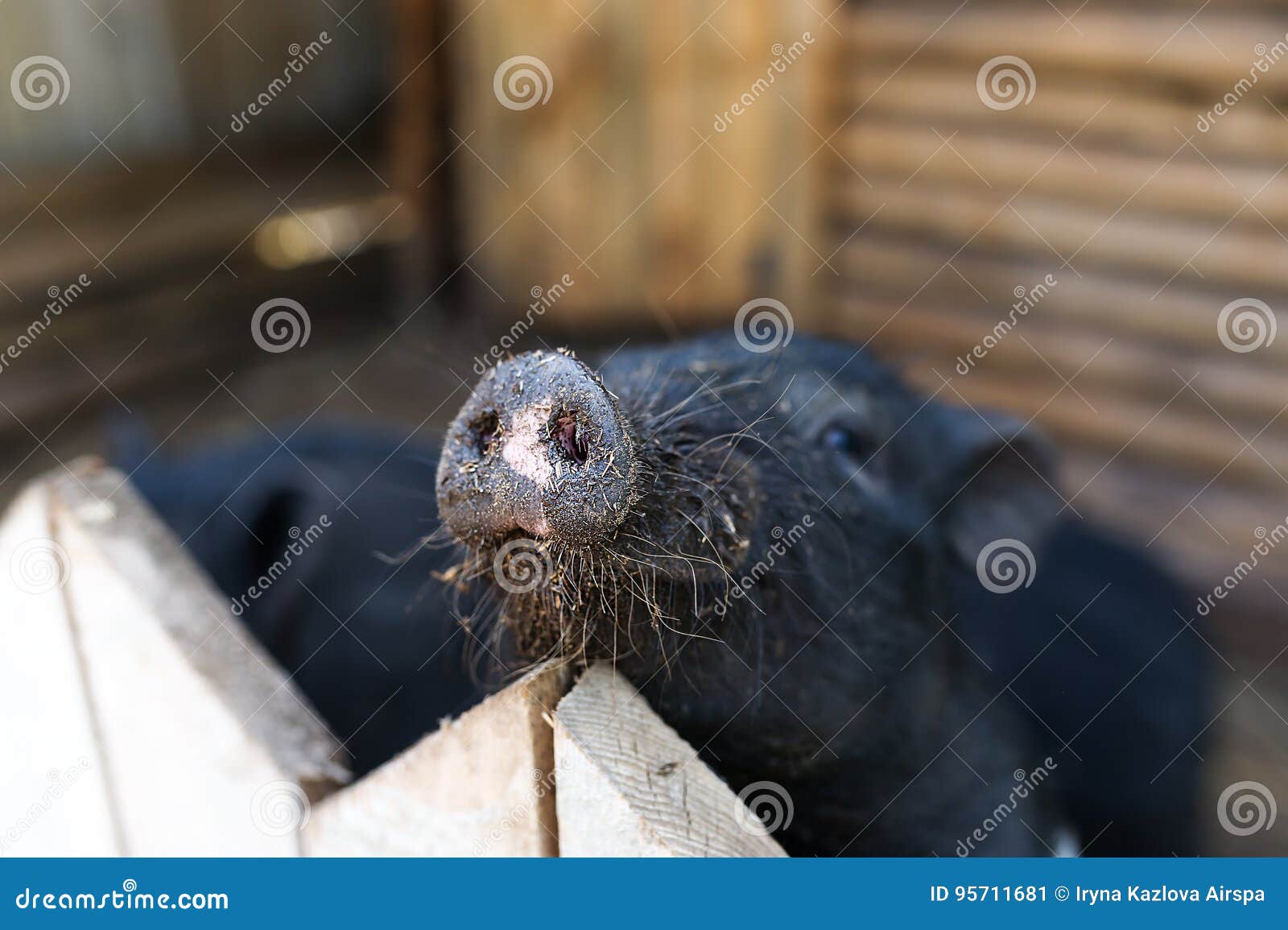 Pig nose in close up stock image. Image of livestock - 95711681