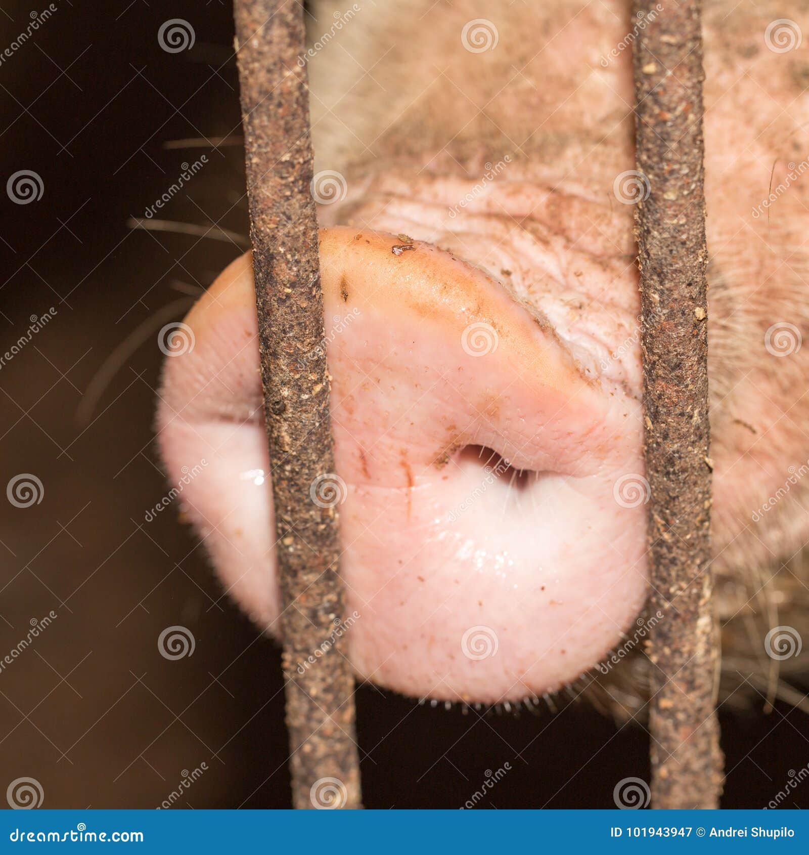 Pig nose stock image. Image of farm, closeup, nonurban - 101943947