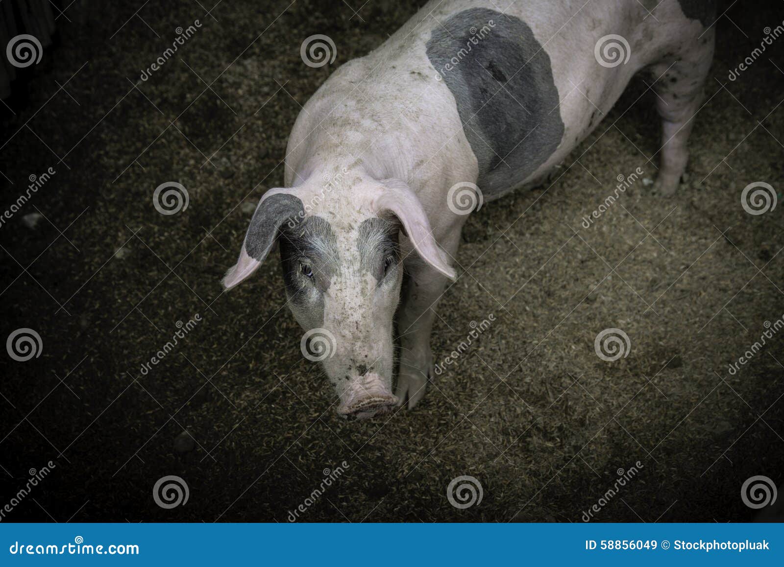 Pig Nose in the Pen. Shallow Depth of Field. Stock Image - Image of ...