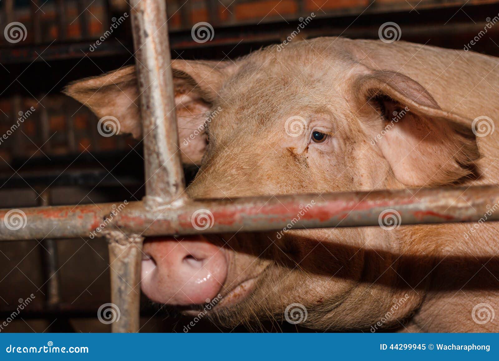 Pig Nose Sticking Out of the Cage. Stock Image - Image of animals ...